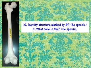 A&p 1 lab practical 3 - review | PDF