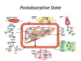 AP104 - Lesson 10 - Metabolism III.pptx