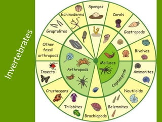 Ap 11 invertebrates | PPT