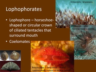 Ap 11 invertebrates | PPT