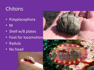 Ap 11 invertebrates | PPT