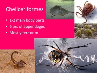 Ap 11 invertebrates | PPT