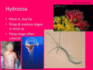 Ap 11 invertebrates | PPT