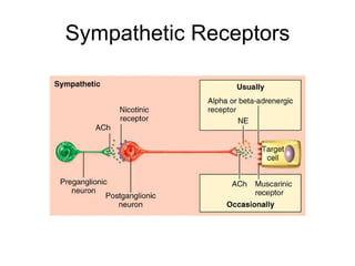 A&p 17 receptors and signaling of the ans | PPT | Brain and Nervous ...