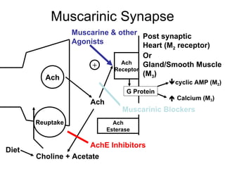 A&p 17 receptors and signaling of the ans | PPT | Brain and Nervous ...