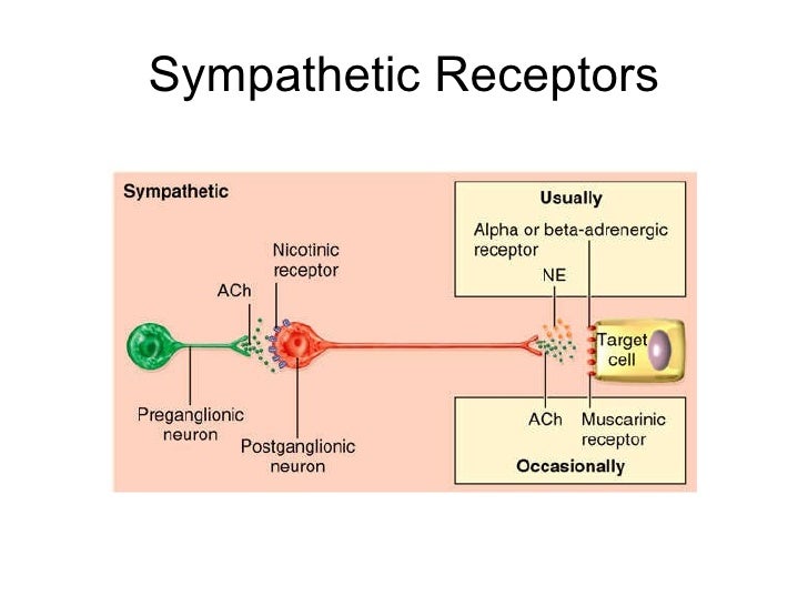 Sympathetic Nervous System Receptors Alpha And Beta