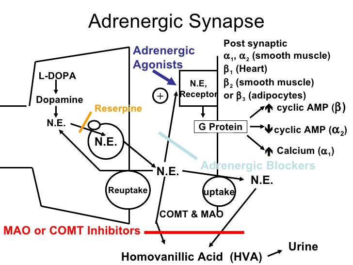 Postsynaptic Alpha 2 Receptors