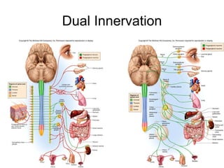 A&p 18 ans integration | PPT | Brain and Nervous System Disorders ...