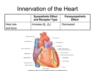 A&p 18 ans integration | PPT | Brain and Nervous System Disorders ...