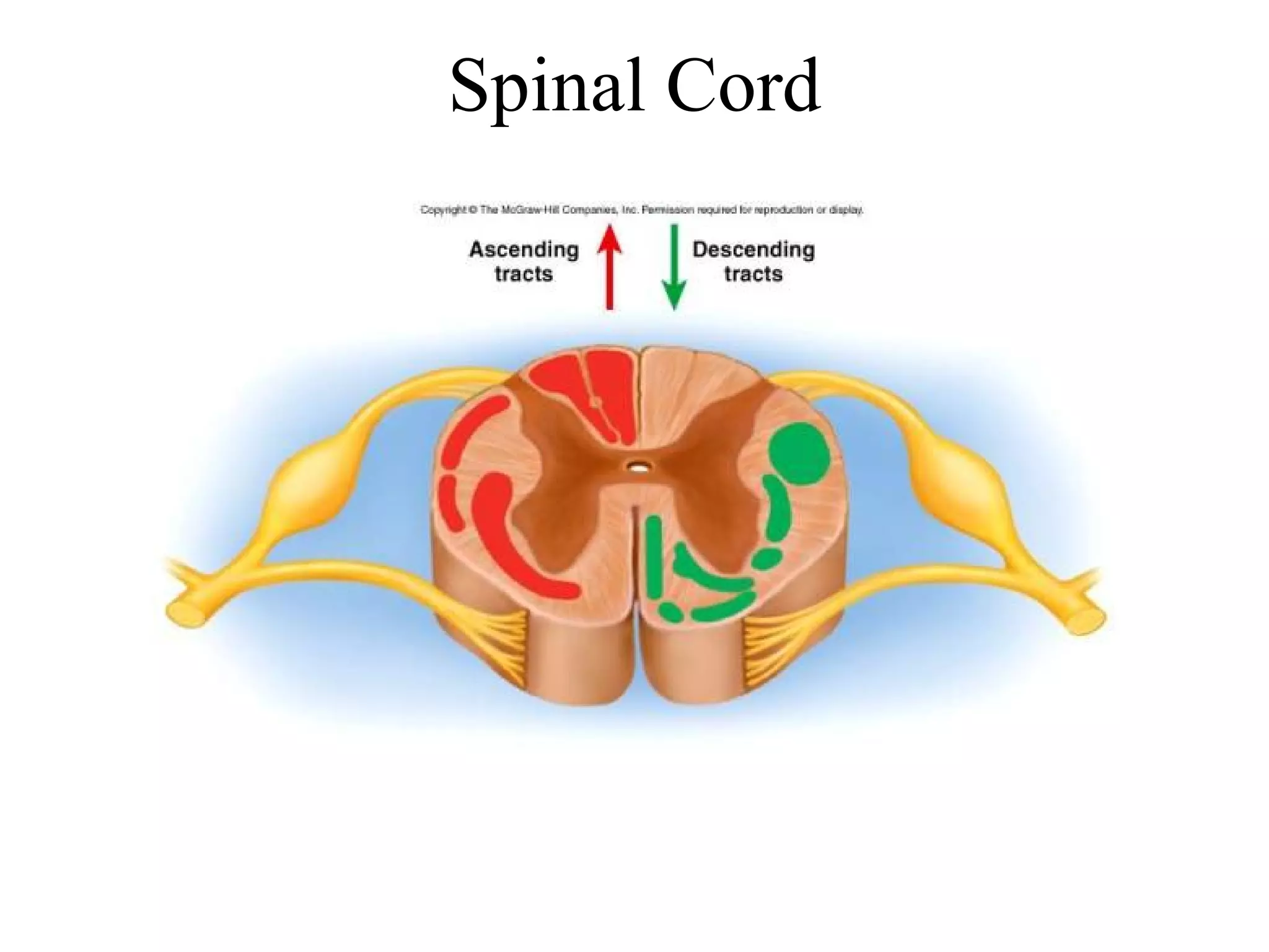 A&p 19 neural integration | PPT