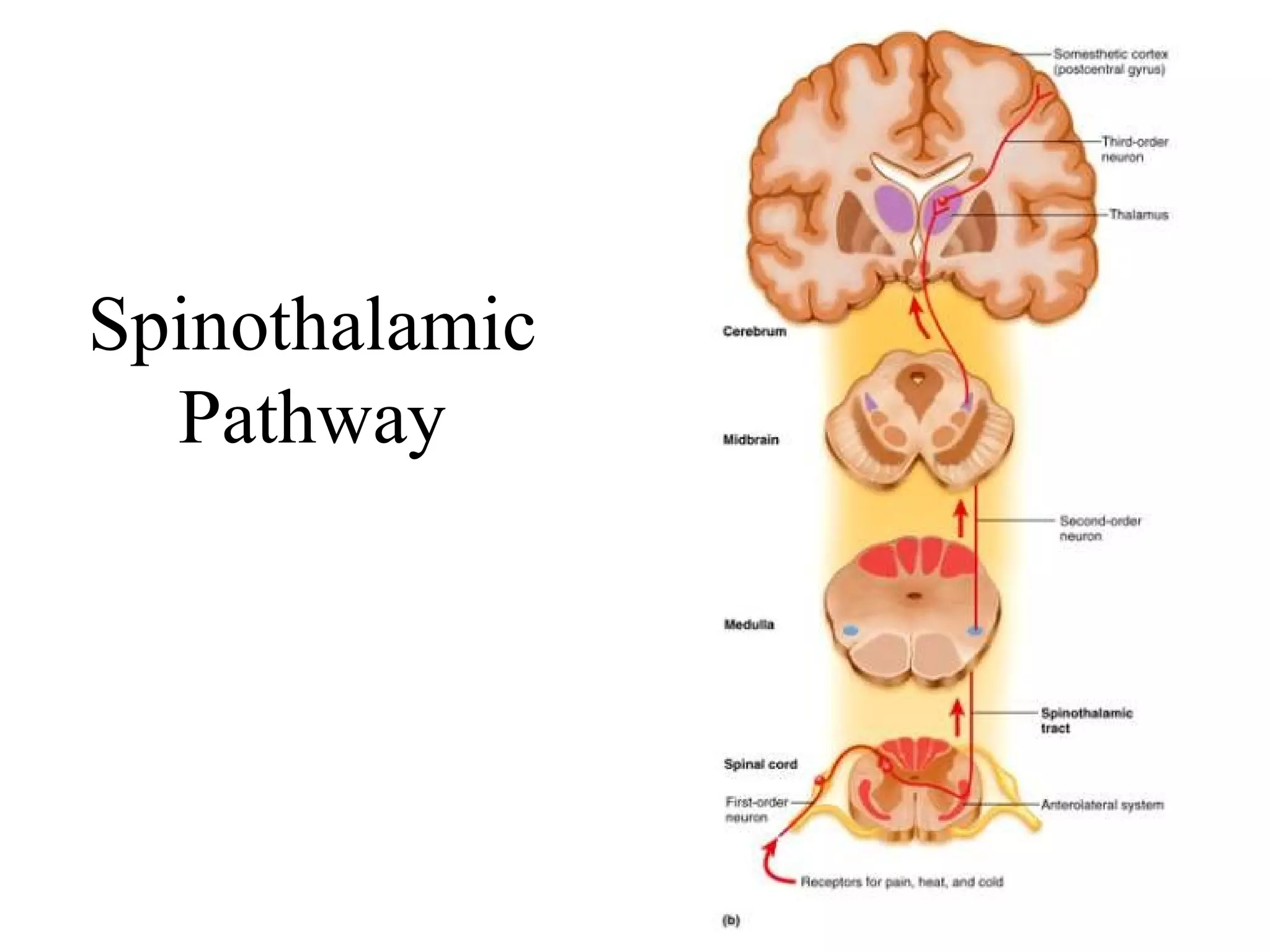 A&p 19 neural integration | PPT