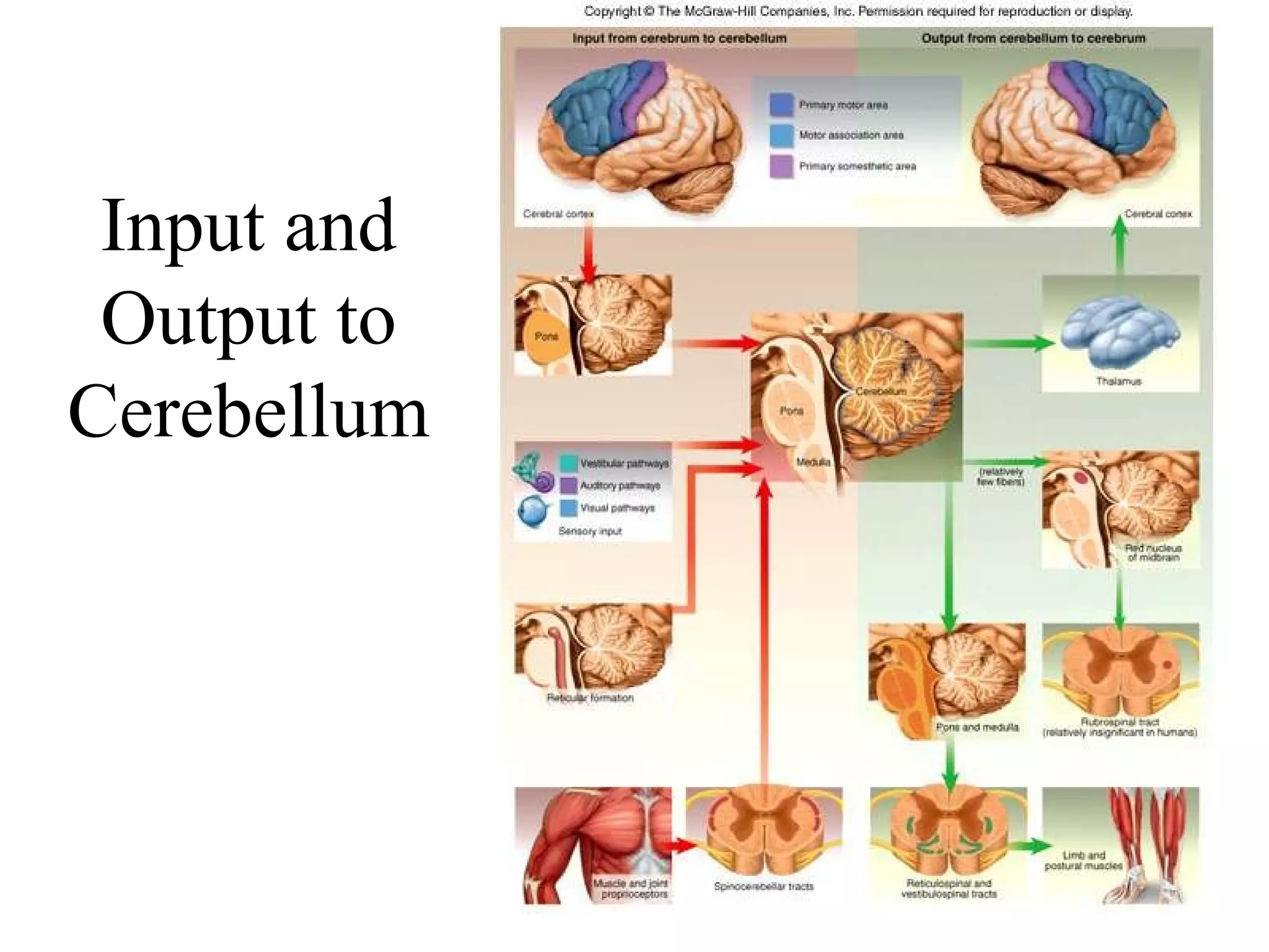A&p 19 neural integration | PPT