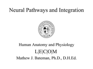A&p 19 neural integration | PPT