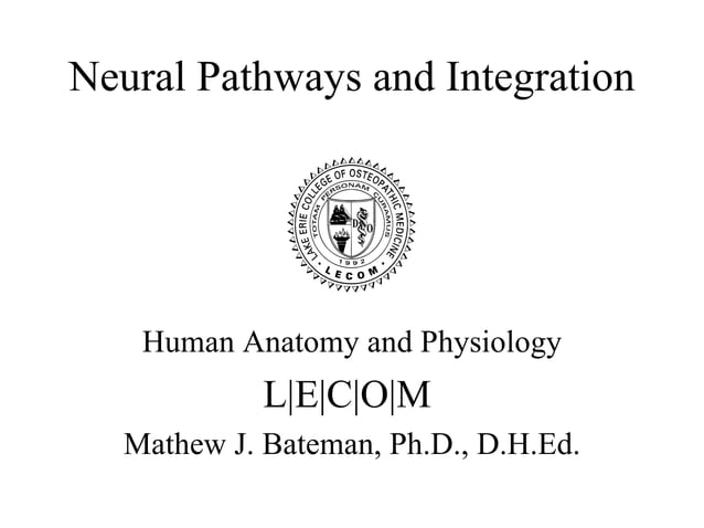 A&p 19 neural integration | PPT