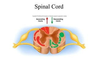 A&p 19 neural integration | PPT