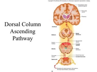 A&p 19 neural integration | PPT