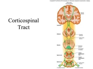 A&p 19 neural integration | PPT