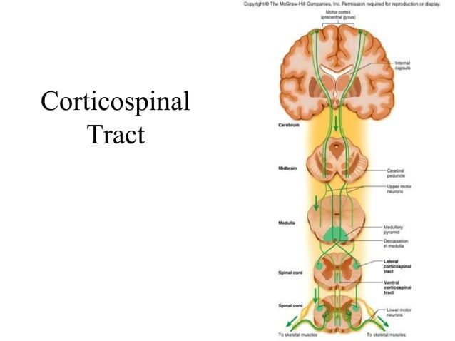 A&p 19 neural integration | PPT