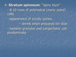 Integumentory system -essentil parts and function | PPT