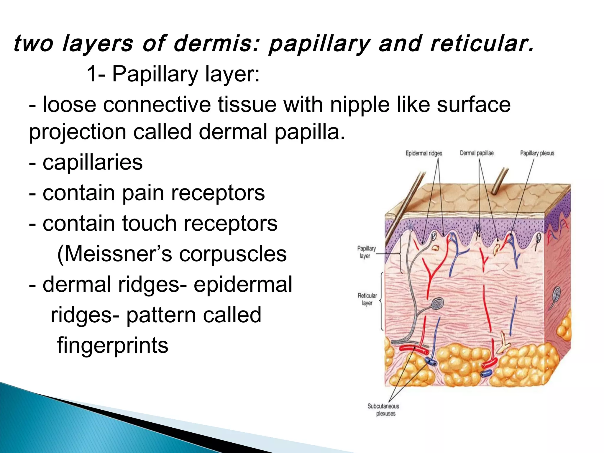 skin ppt | PPT
