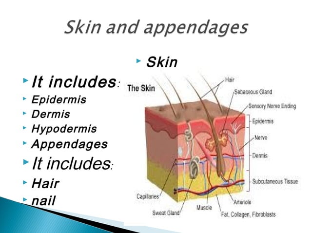 skin ppt | PPT