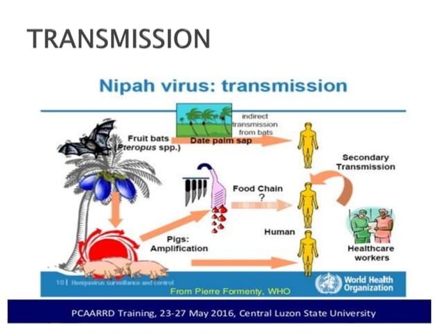 nipah virus | PPT