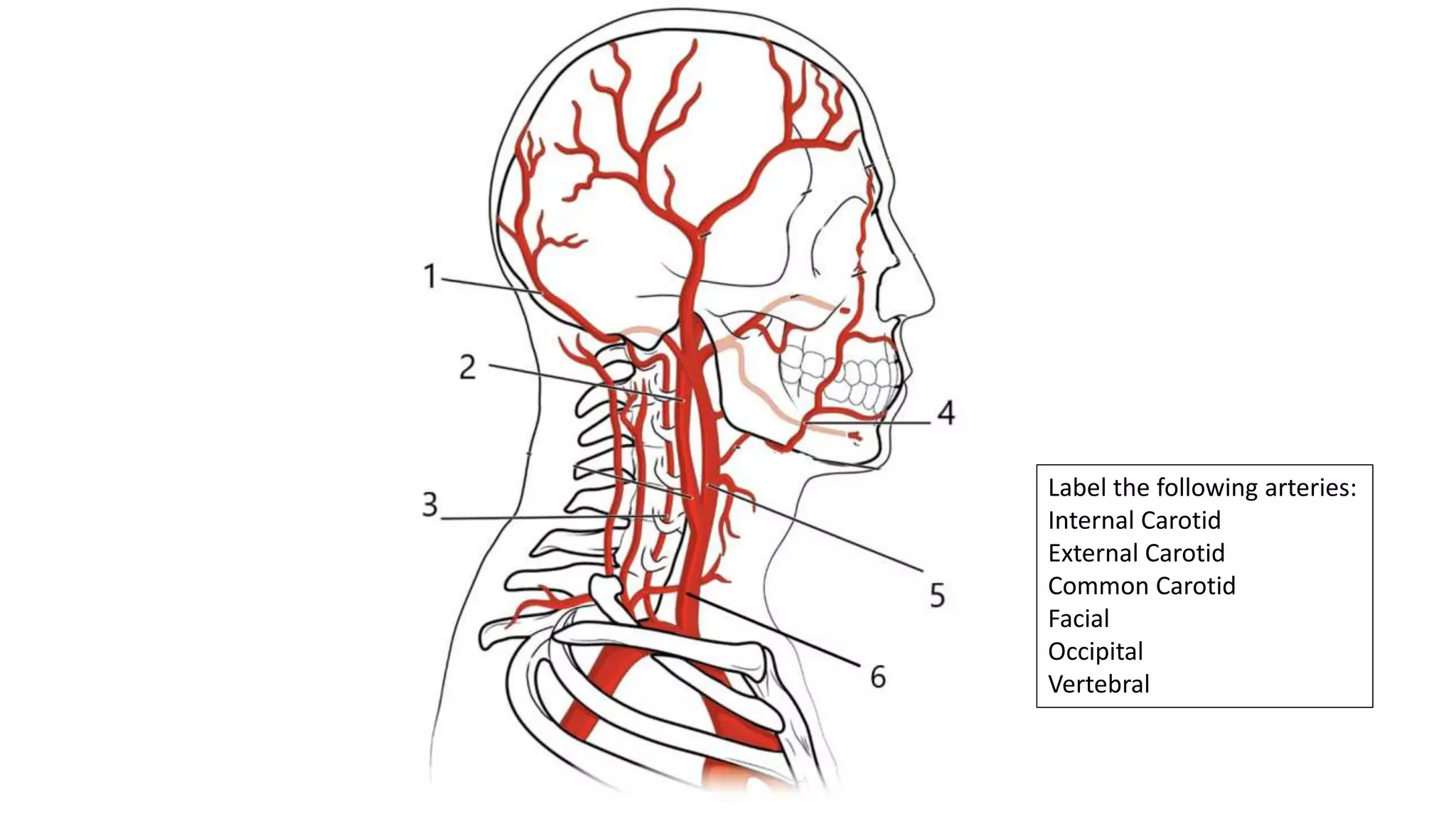 Labs 4 Blood-Vessel-Labeling-Activity | PPTX