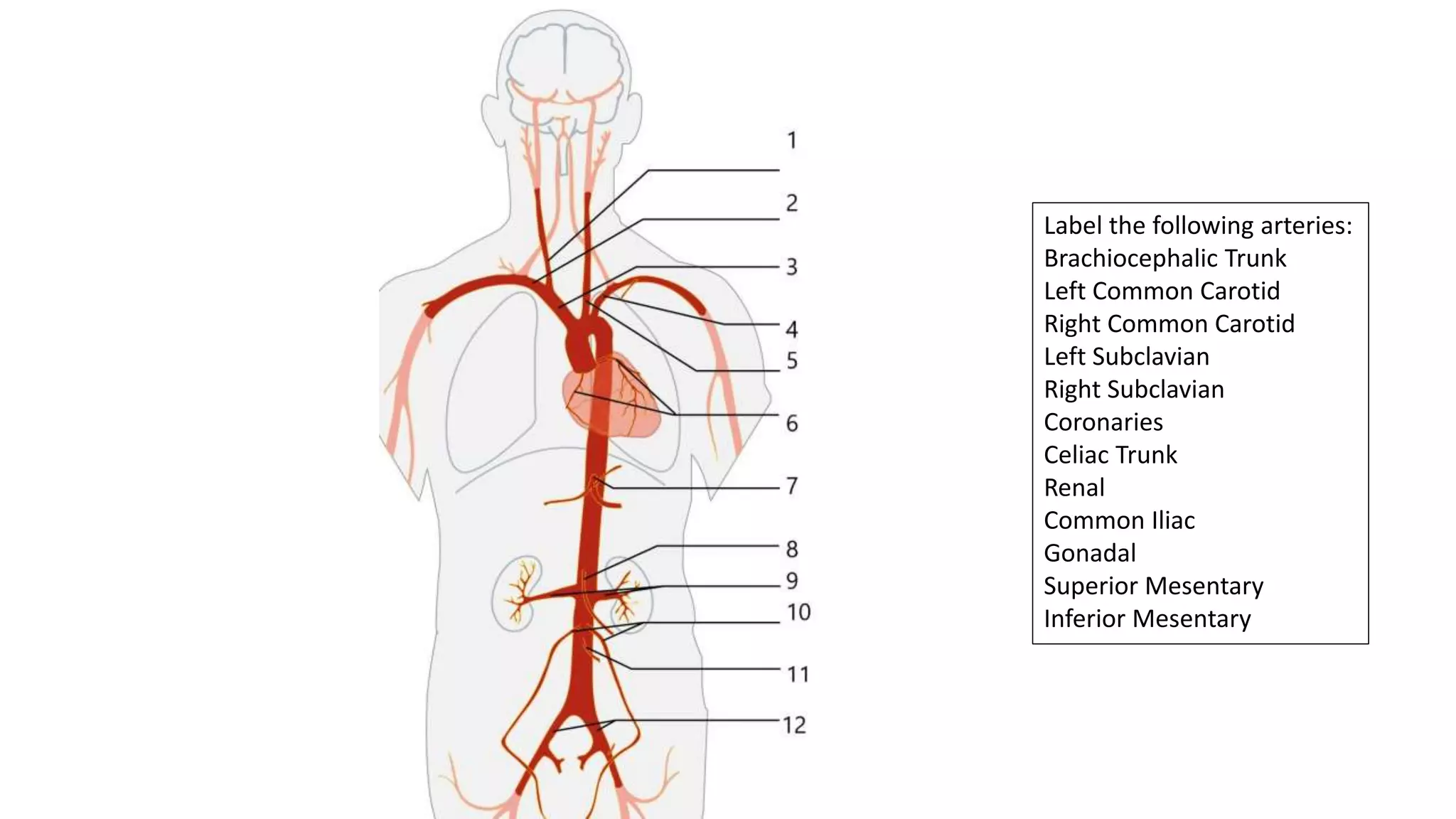 Labs 4 Blood-Vessel-Labeling-Activity | PPTX