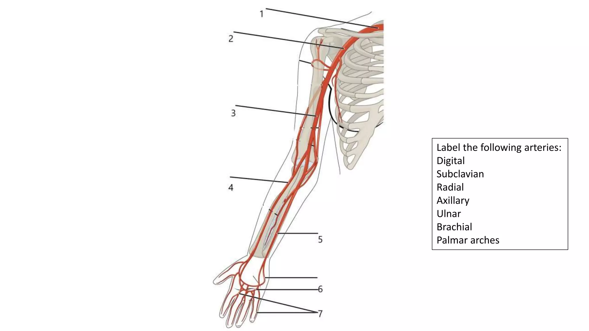 Labs 4 Blood-Vessel-Labeling-Activity | PPTX