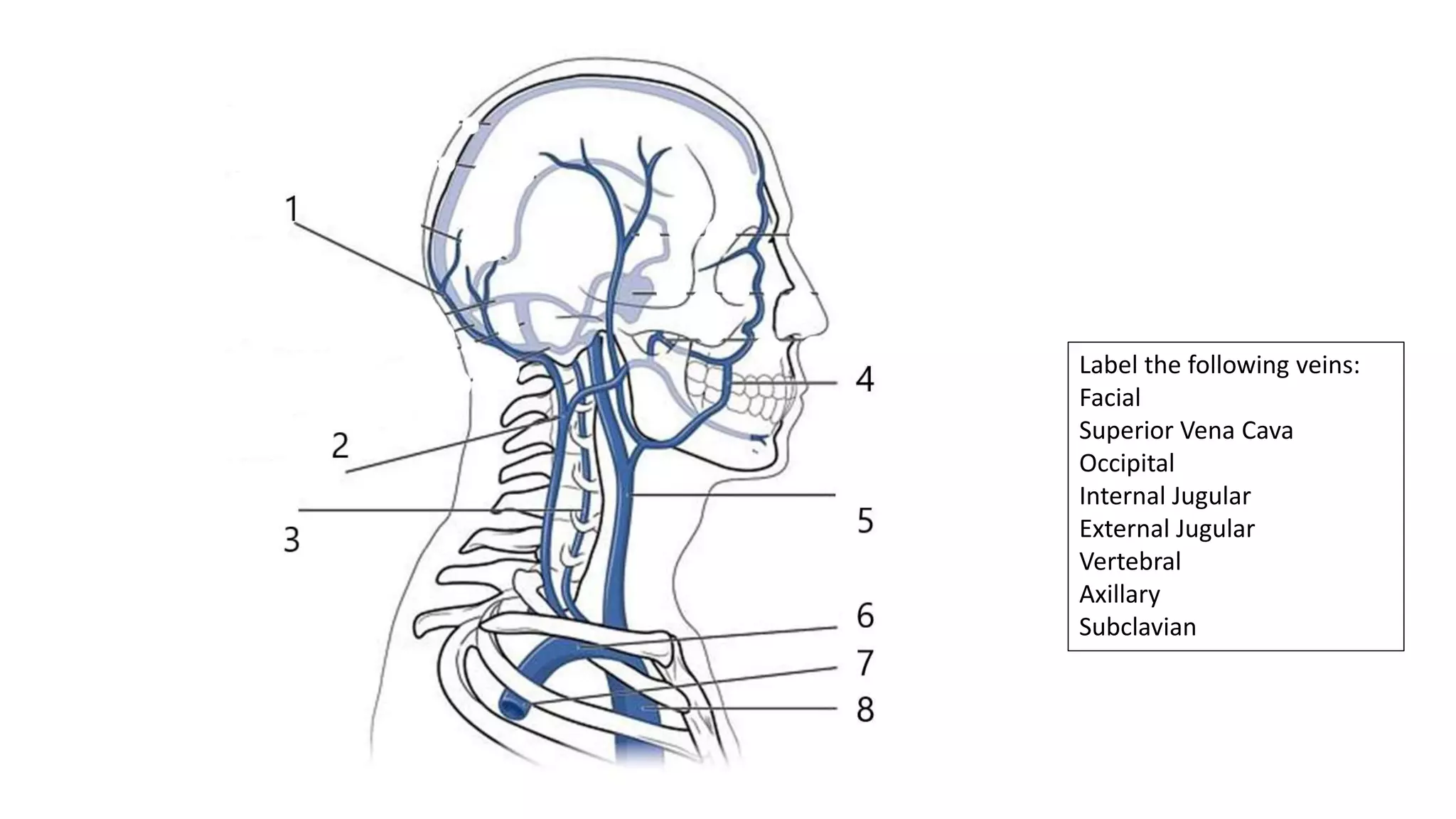 Labs 4 Blood-Vessel-Labeling-Activity | PPTX