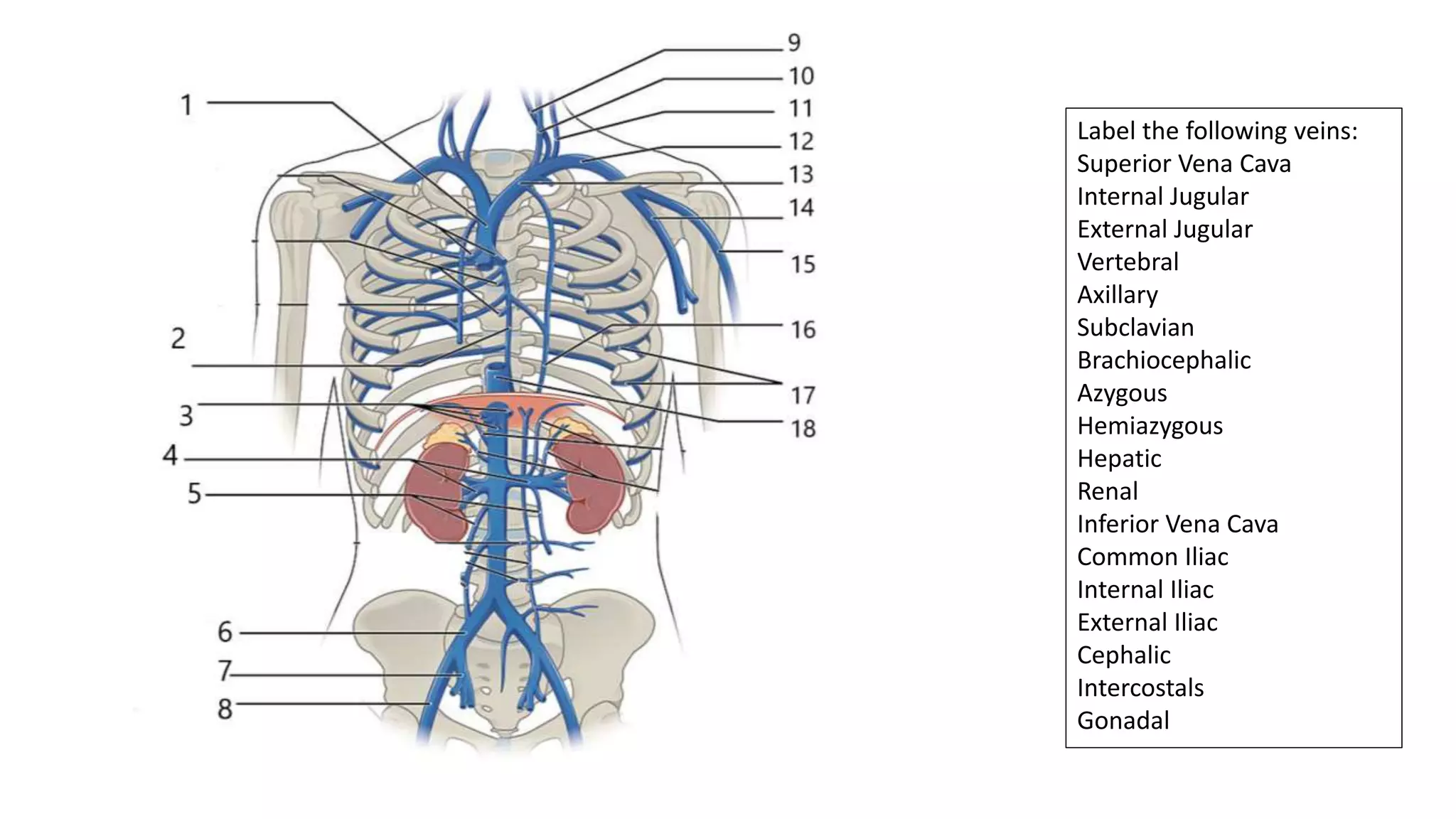Labs 4 Blood-Vessel-Labeling-Activity | PPTX
