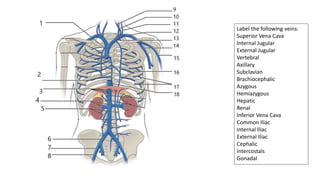 Labs 4 Blood-Vessel-Labeling-Activity | PPTX