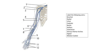 Labs 4 Blood-Vessel-Labeling-Activity | PPTX