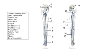 Labs 4 Blood-Vessel-Labeling-Activity | PPTX