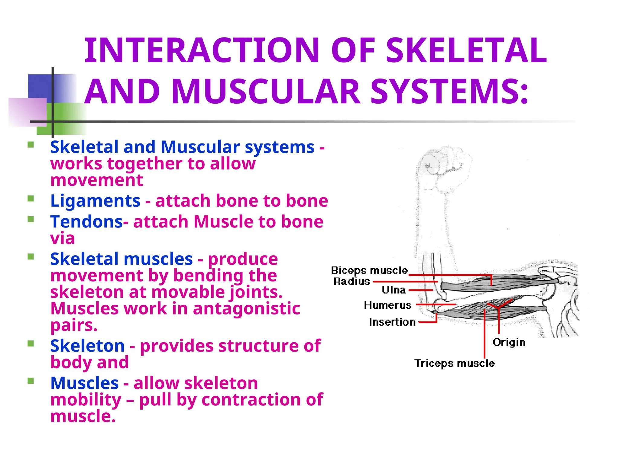 anatomy and physiology in detail presentation | PPT