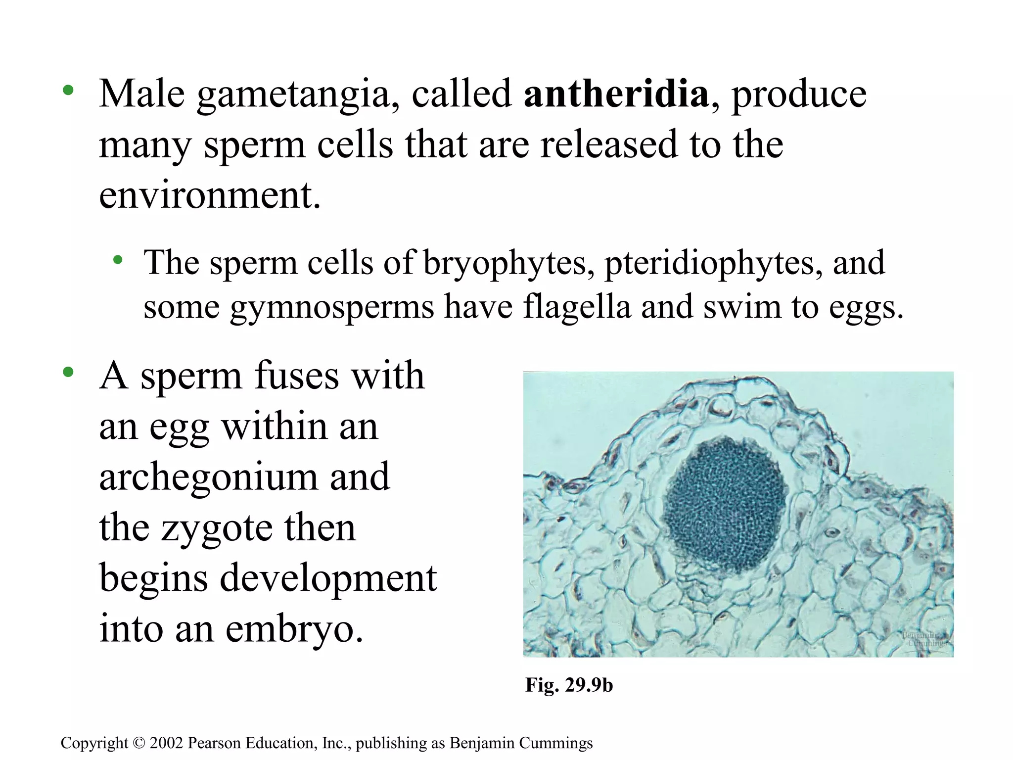 Ap29 plant diversity1 | PPT