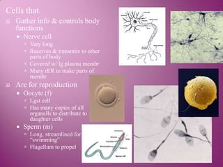 A&P2 Cell Tissue | PPTX