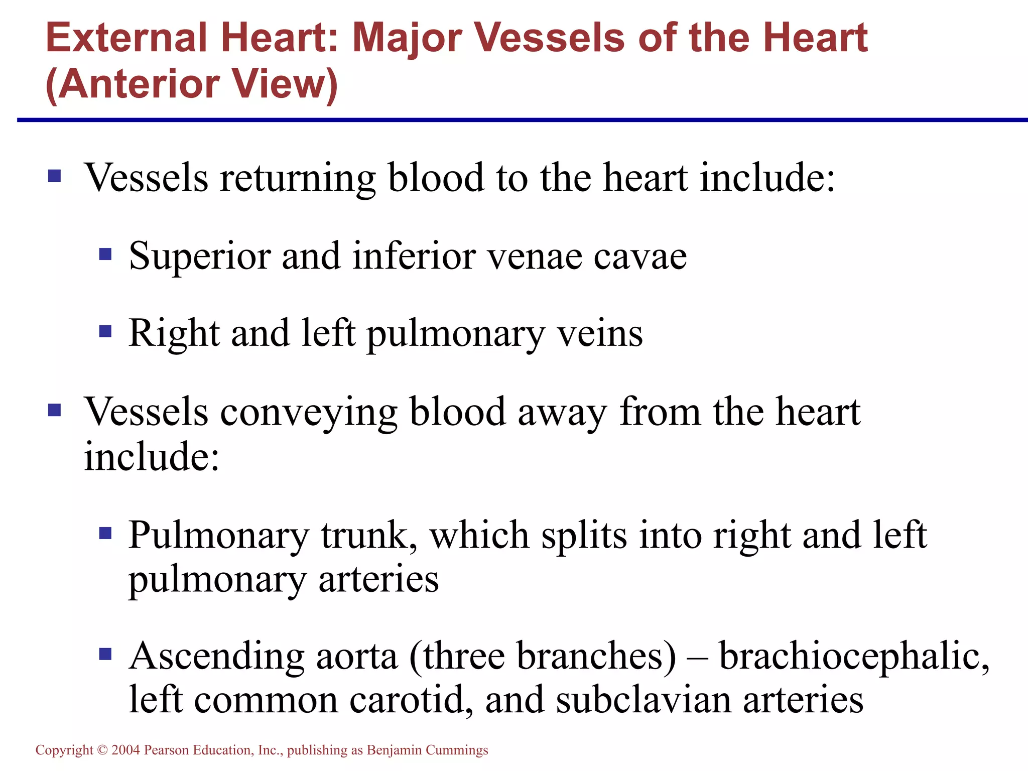 Ap2 chap18heartclass | PPT | Heart and Cardiovascular Diseases ...