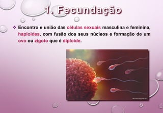 AP3 - Fecundação, gestação, parto e aleitamento.pdf