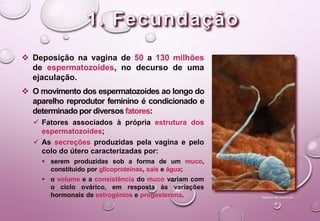 AP3 - Fecundação, gestação, parto e aleitamento.pdf