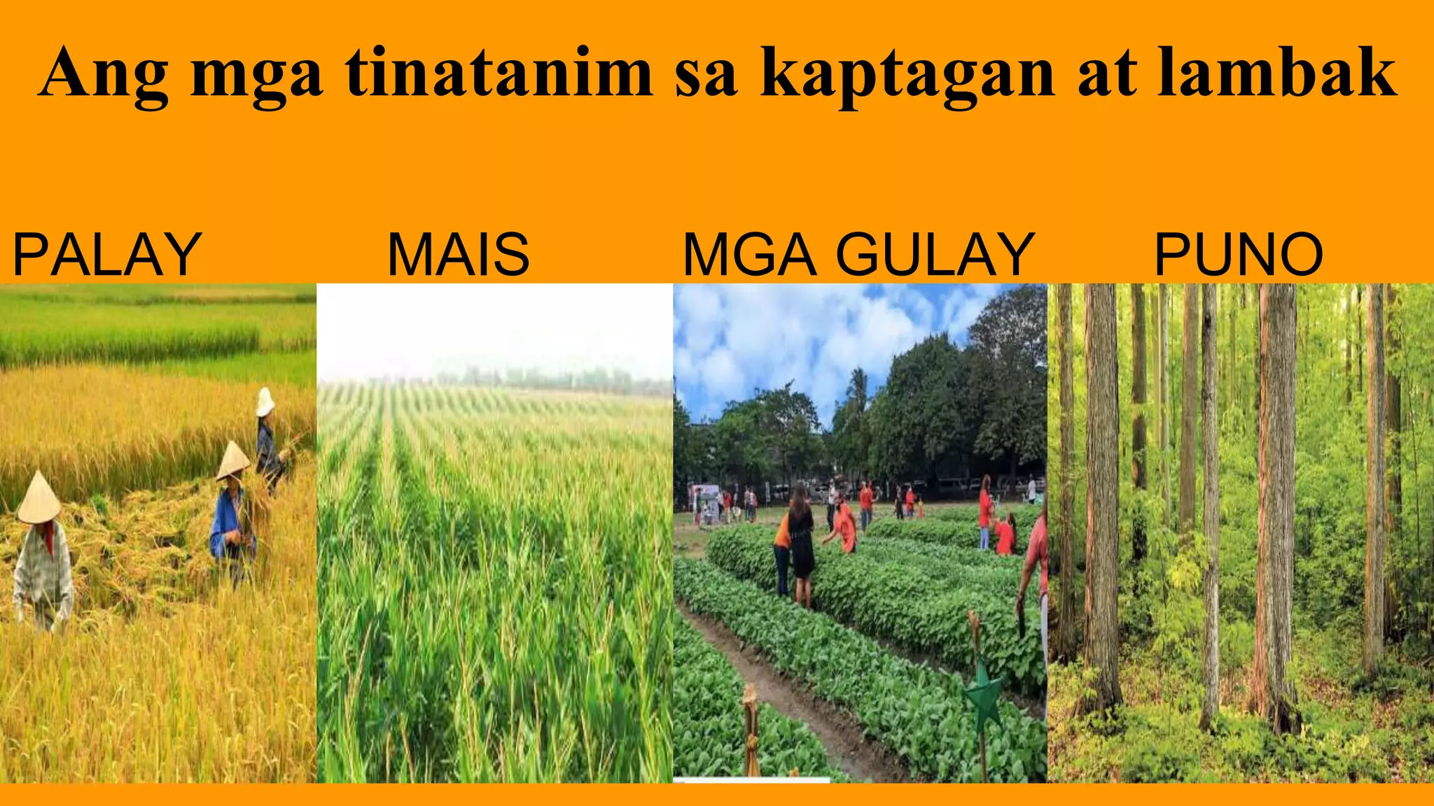 AP 4-Q2 (Week 1).pptx