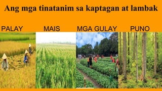 AP 4-Q2 (Week 1).pptx