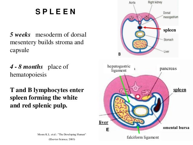Embryology powerpoints