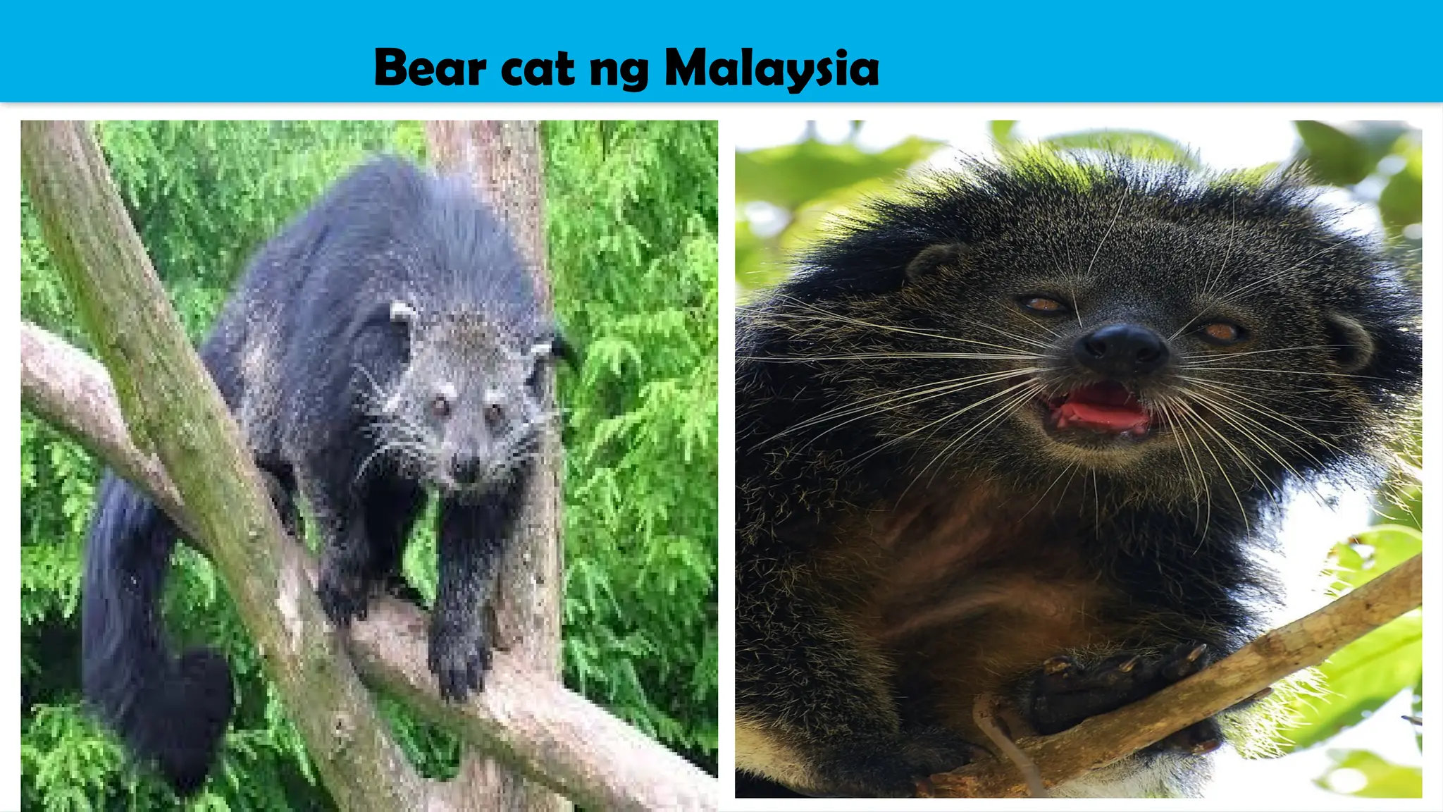 Ang Likas na Yaman ng Pilipinas at Pangkapuluang Timog-Silangang Asya] SY24_G4-10_AP_PS.pptx