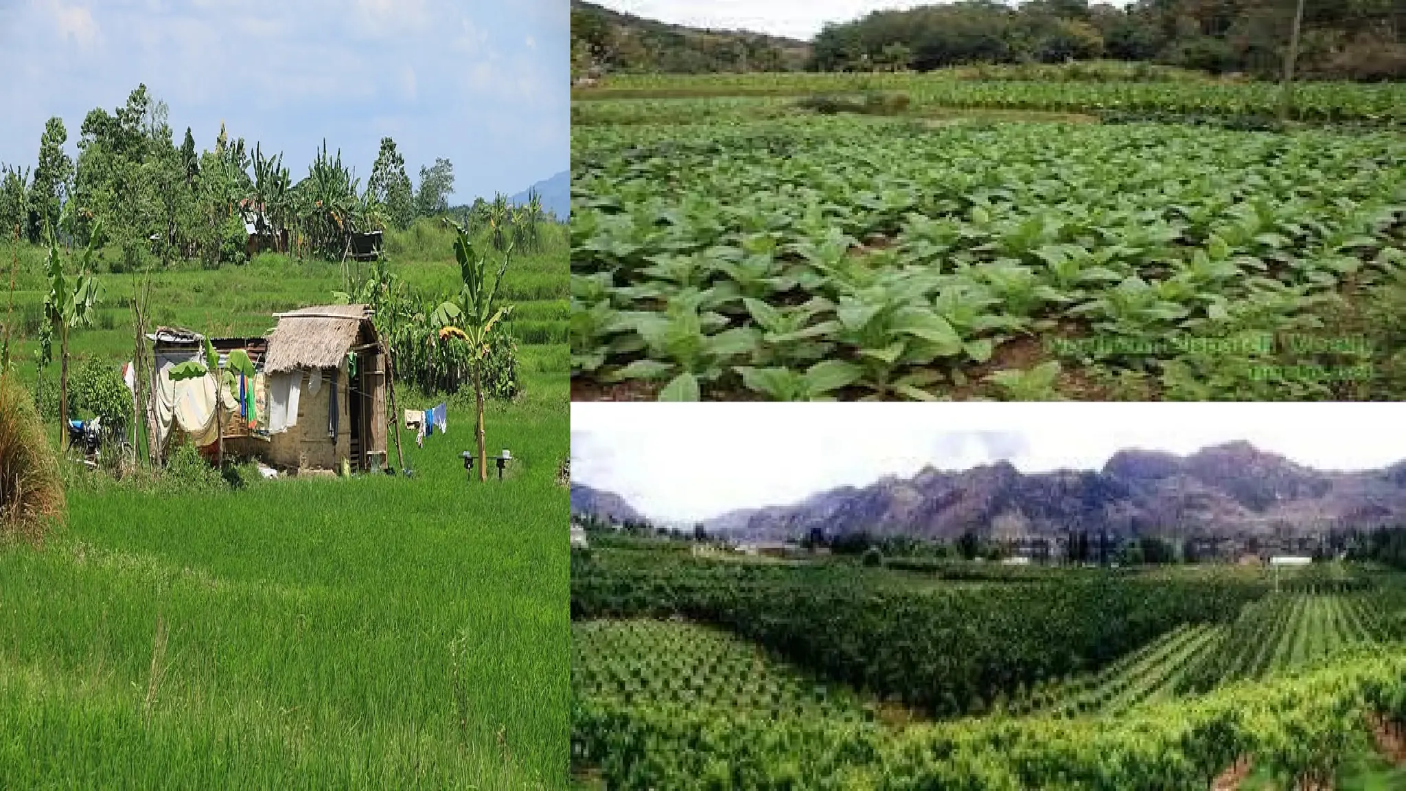 Aralin Panlipunan 9 MGA SALIK NG PRODUKSIYON | PPTX