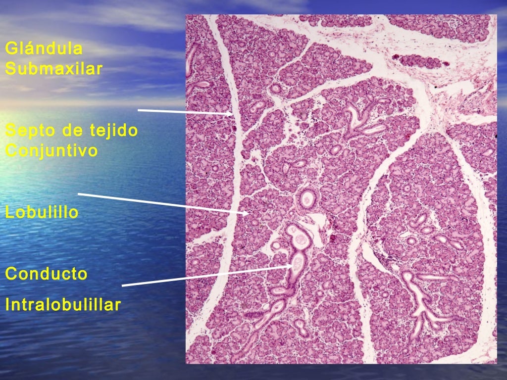 Histologia Do Sistema Digestorio - NAZAEDU