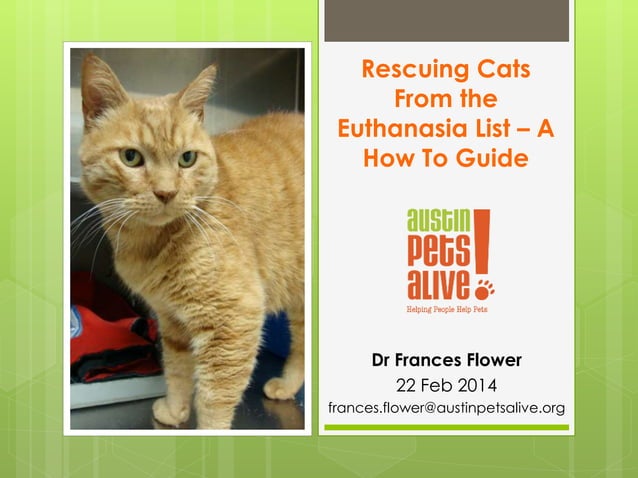 Rescuing Cats from the Euthanasia List | PPT