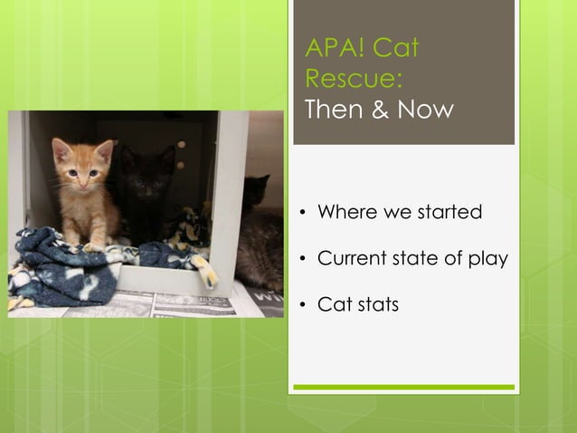 Rescuing Cats from the Euthanasia List | PPT