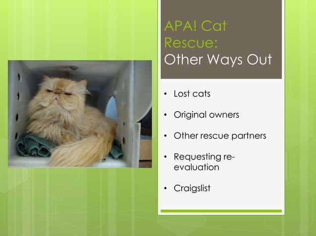 Rescuing Cats from the Euthanasia List | PPT