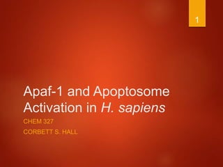 Apaf-1 and Apoptosome Activation in H. sapiens | PPT